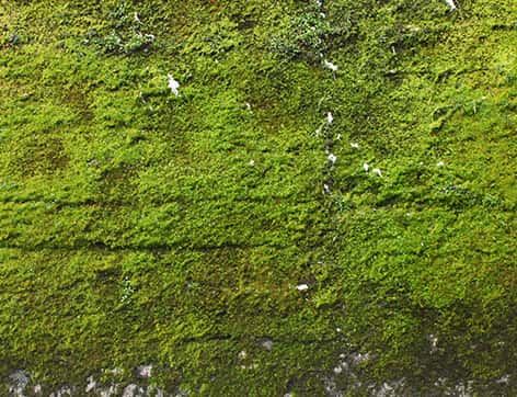 Applications and Product Formats of Artificial Moss